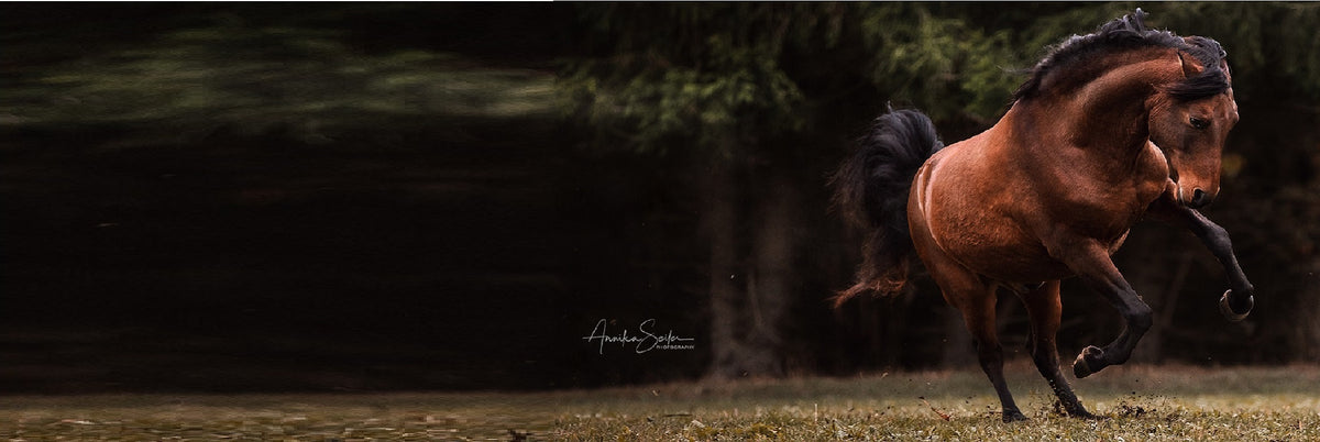 PS Pferdeartikel: Shop für Pferdezubehör & Bedarf